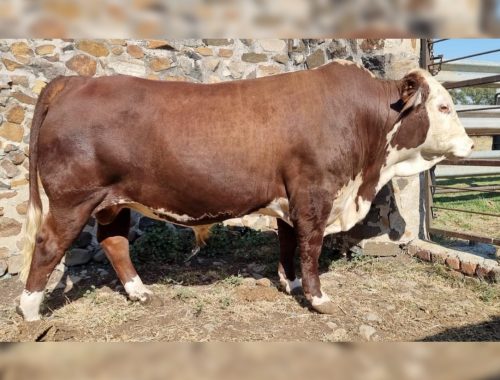 Free Braford Bull for One Year – POSTPONED – SA Braford