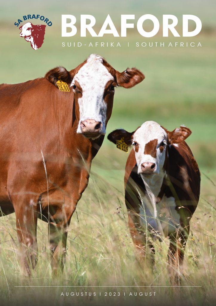 Braford Cattle